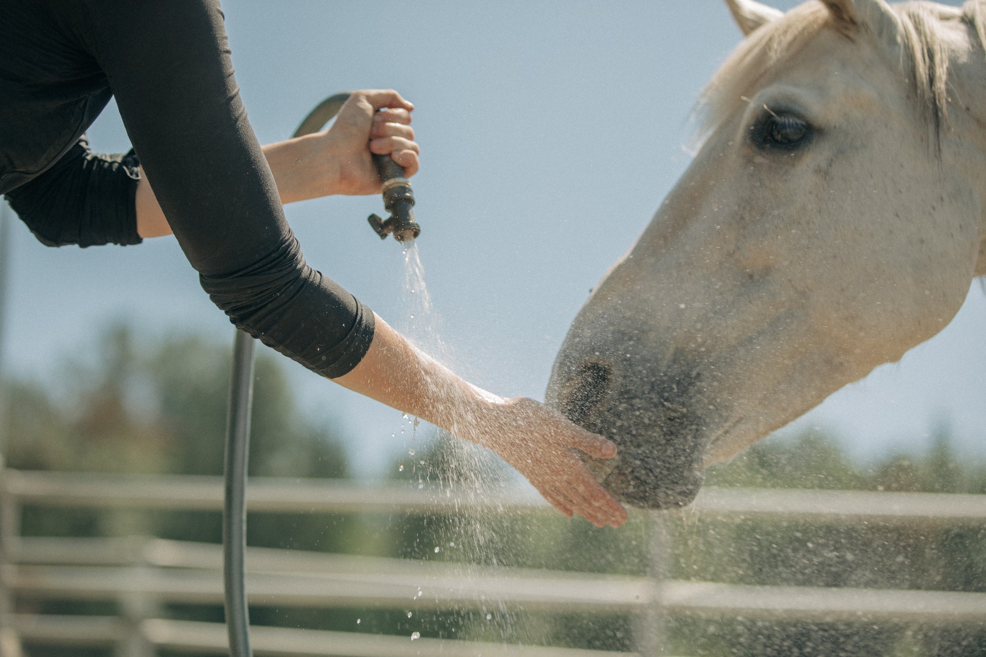 Signs of Dehydration in Horses – Cascada